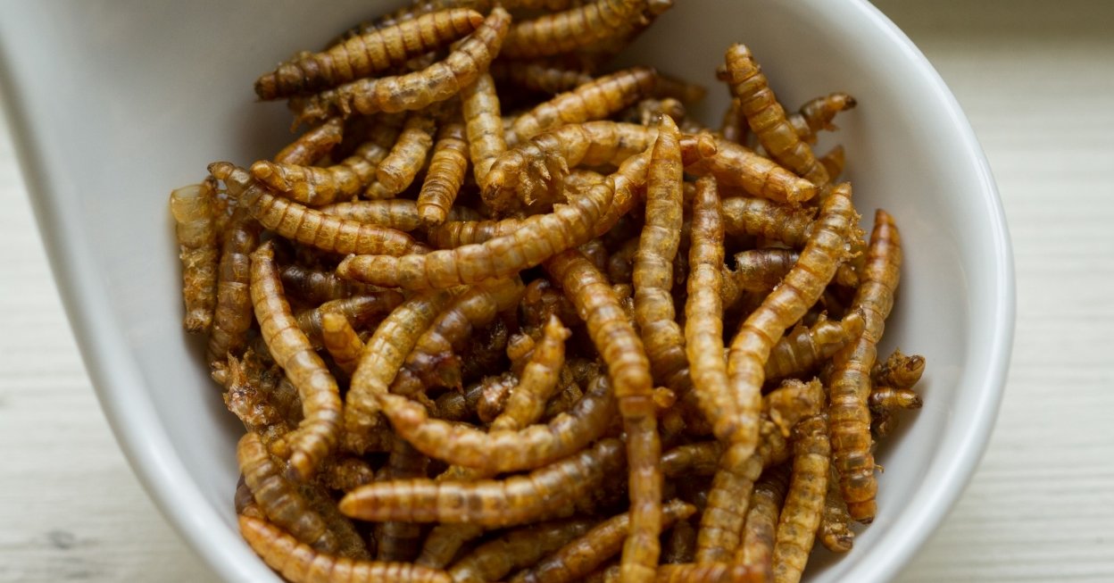 Fakten zum Insekten-Essen